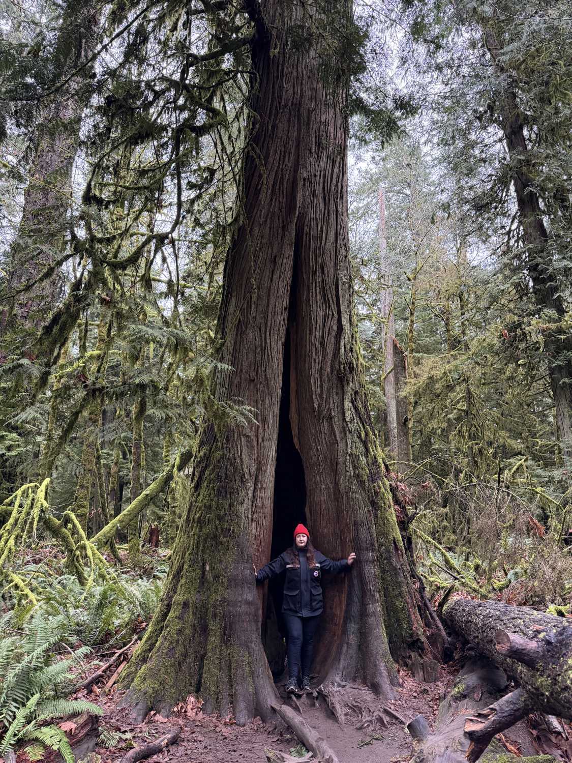 Beautiful Vancouver Island - The Art of Brandy Saturley