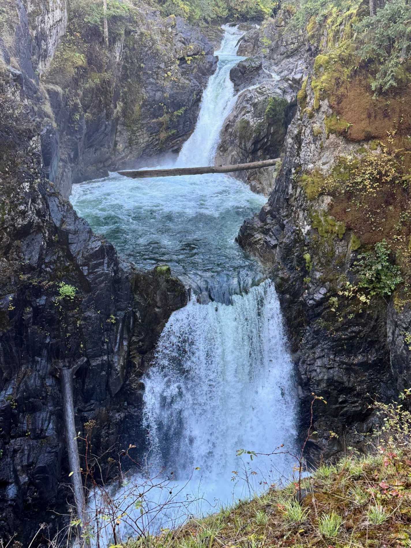 Beautiful Vancouver Island - The Art of Brandy Saturley